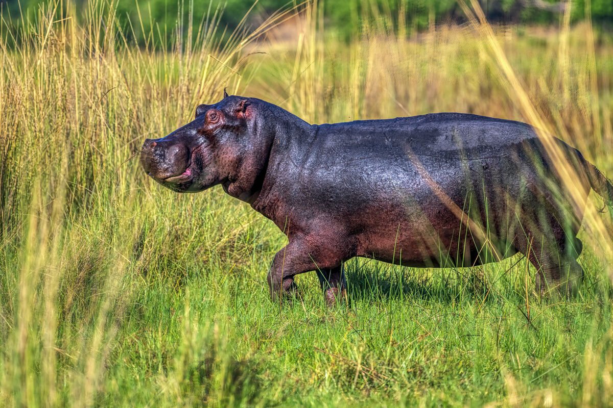 Happy Hippo Out of Water, Walking thru Grass: Download needed...