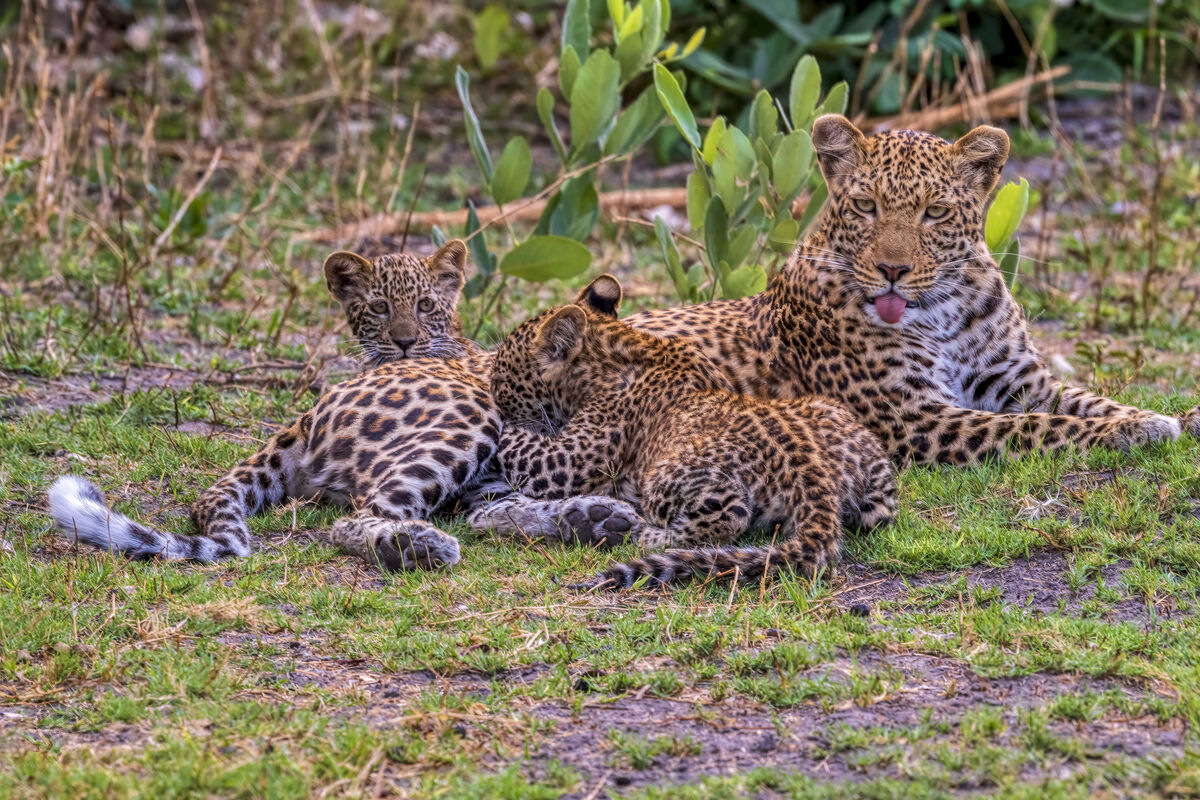 Two Leopard Cubs and Mom, One of the Cubs is Nursing: Oh come on ...