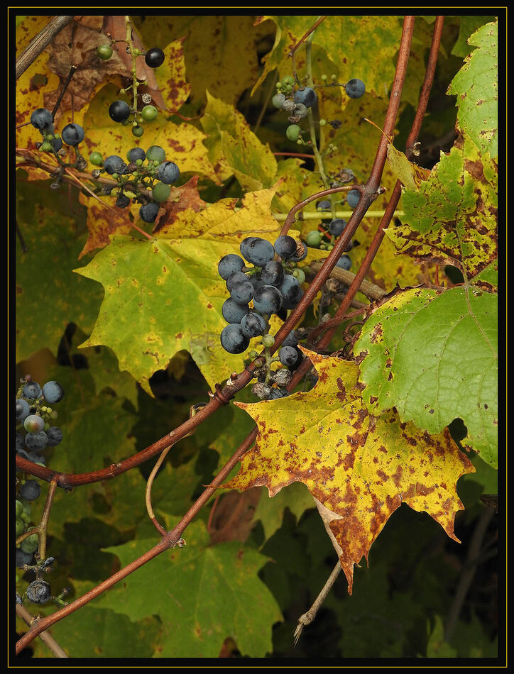 Fall Wild Grapes: These are some of the things that turkeys feed on ...