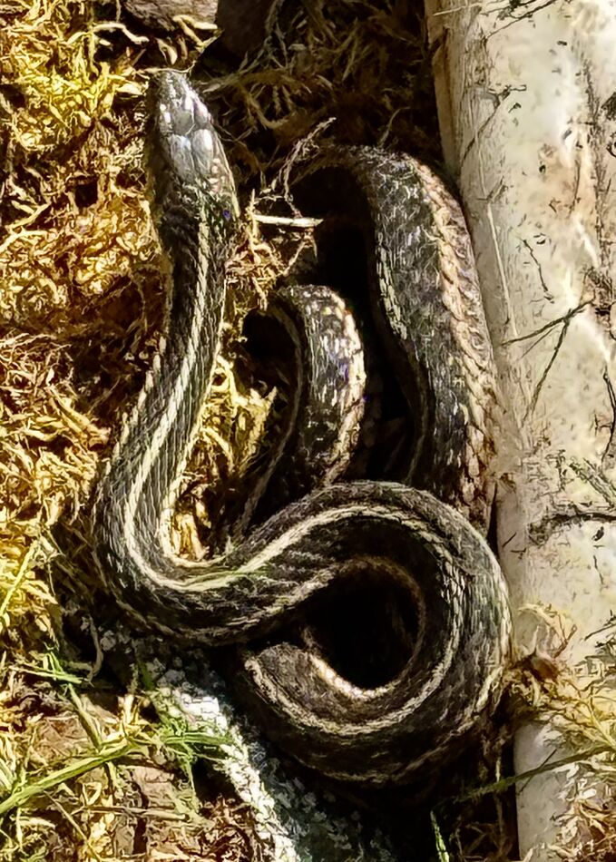 What kind of snake is this.. It crawled around a pipe and worked its ...