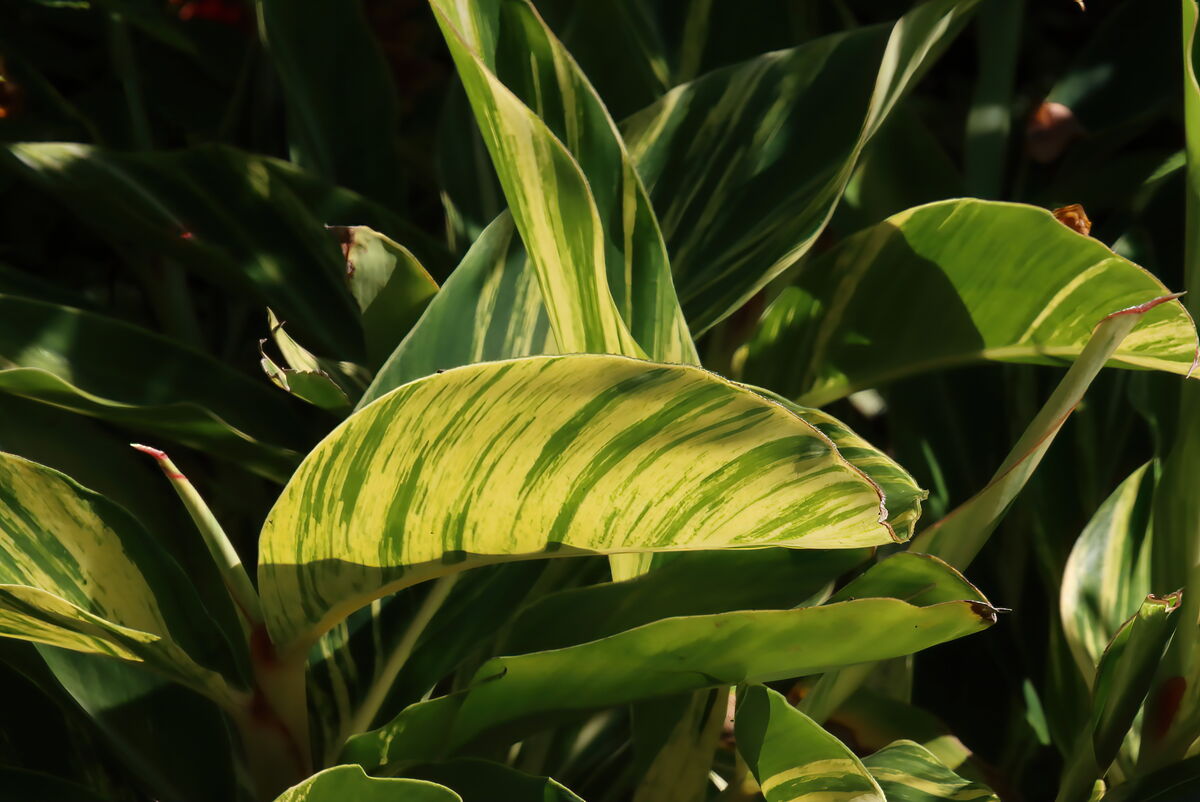 Challenge: Backlit images (Page 11):