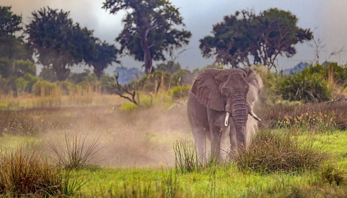Elephant Taking His Morning Dustbath for Protection against Sunburn ...