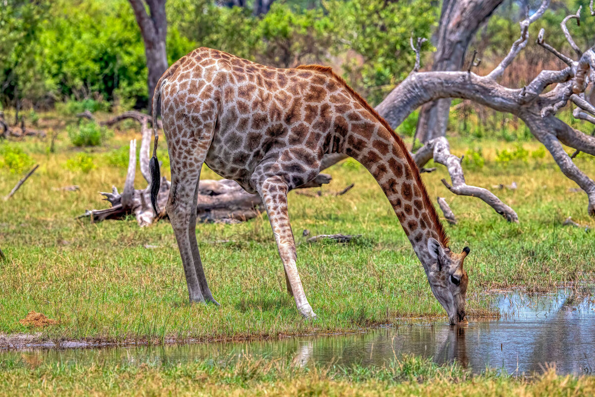 Giraffe Getting a Drink: Long Swallow pls dl...