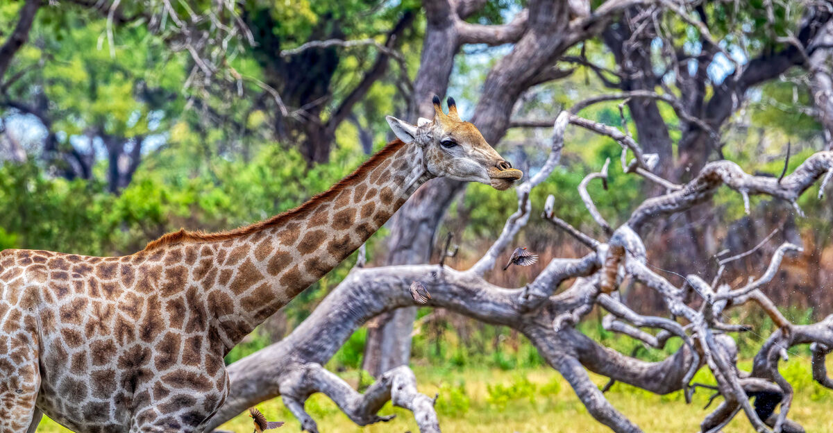 Giraffe Spitting to Dispense Birds: Check out the specks and line of ...