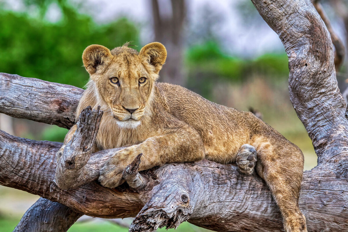 Young Male Lion Resting in Dead Tree: Late in the Day. The Male has ...
