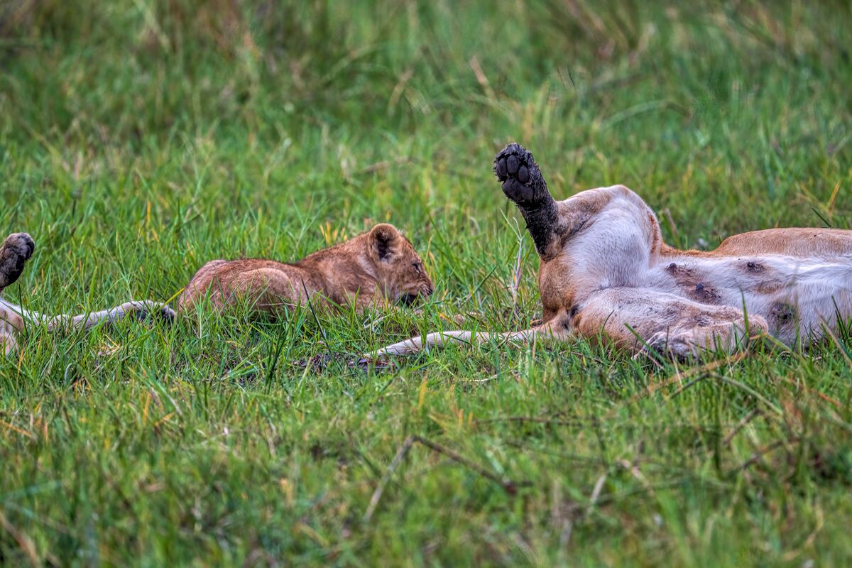 Lion Cub Sneaking up on Mom, Who Happens to Be Lying on Her Back ...