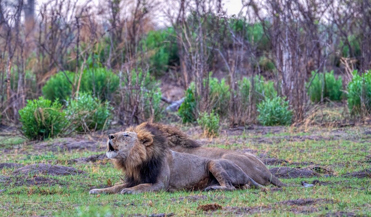 Male Lion Roaring at Dusk: He and his brother behind him are calling ...