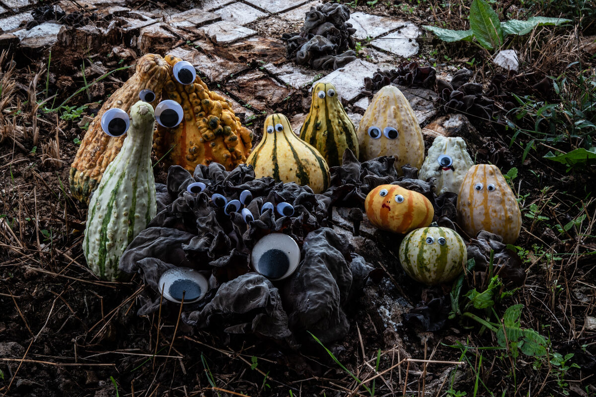 The Invasion is on, Film @: UHH They seem pretty docile, but I'm taking ...