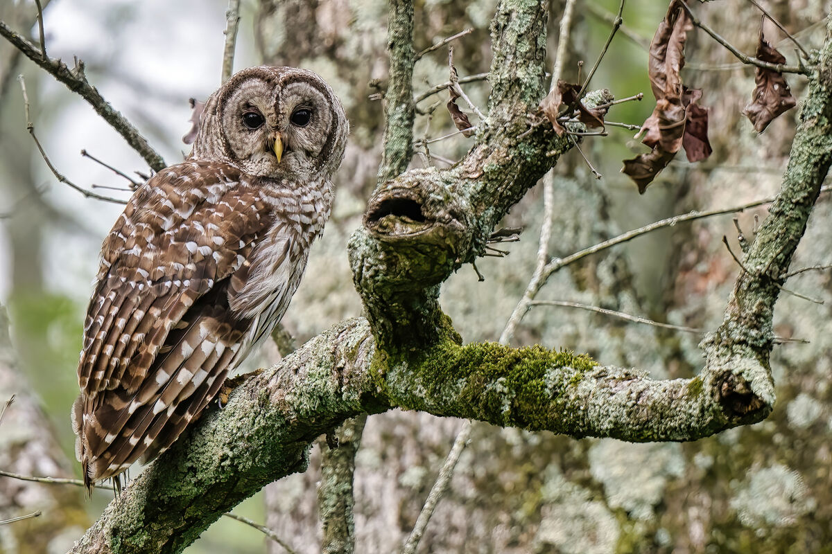 Barred owl aka hoot owl: Out one morning not having much success until ...