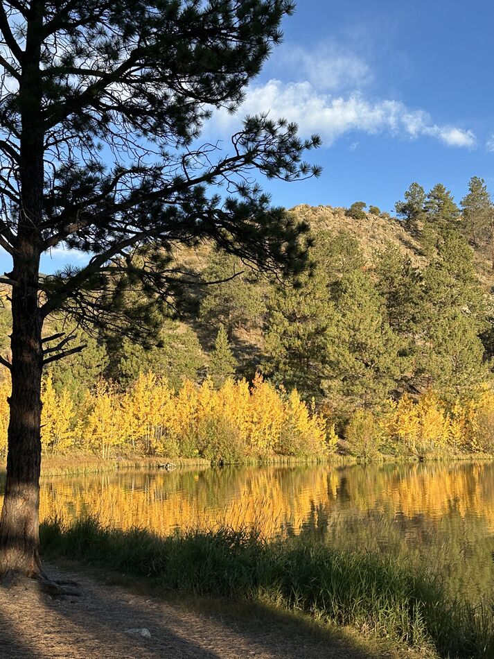 Colorado Gold in the Fall: We’ve had a spectacular season of aspen ...