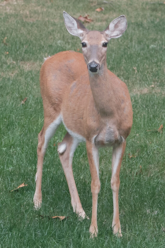Doe on the lawn: Shot through the window—very skittish!