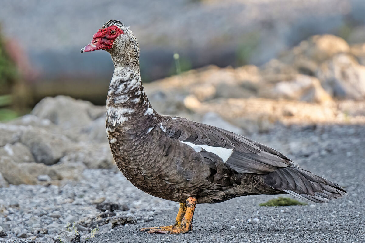 Muscovy duck: When I saw this bird at the local lake I had no idea what ...