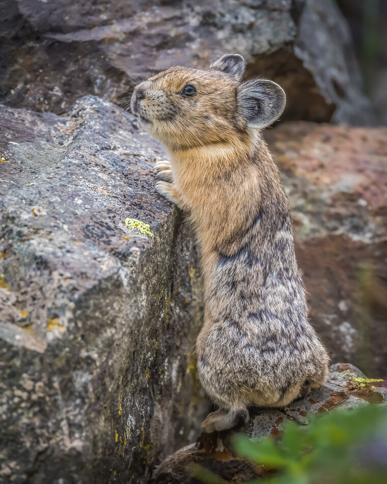 I love these little guys! These little Pika work so hard to store up ...