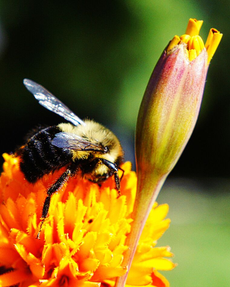 Up Close and Personal: Bees: Gorgeous, industrious little creatures 🖤💛🖤...