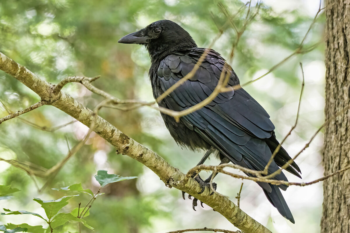 American Crow hoping for a handout: In August in tne Smoky Mountains NP ...
