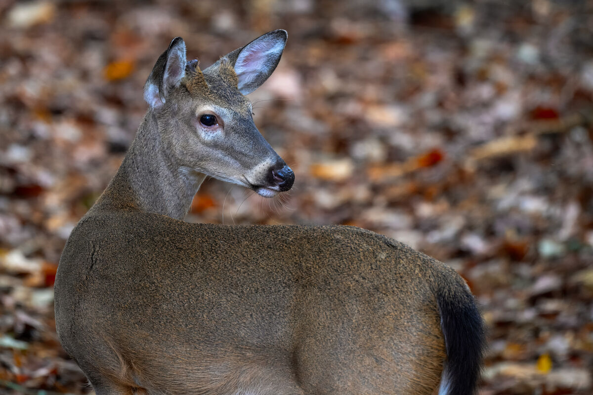 Some Day.. I will be a big buck! "Button Buck": (Nikon Z8 with Z 600mm ...