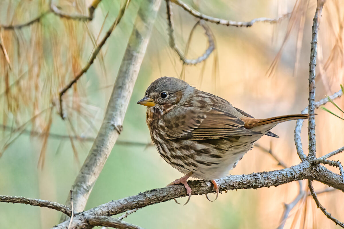 Fox Sparrow: I was in an unfamiliar area checking it out when I saw ...