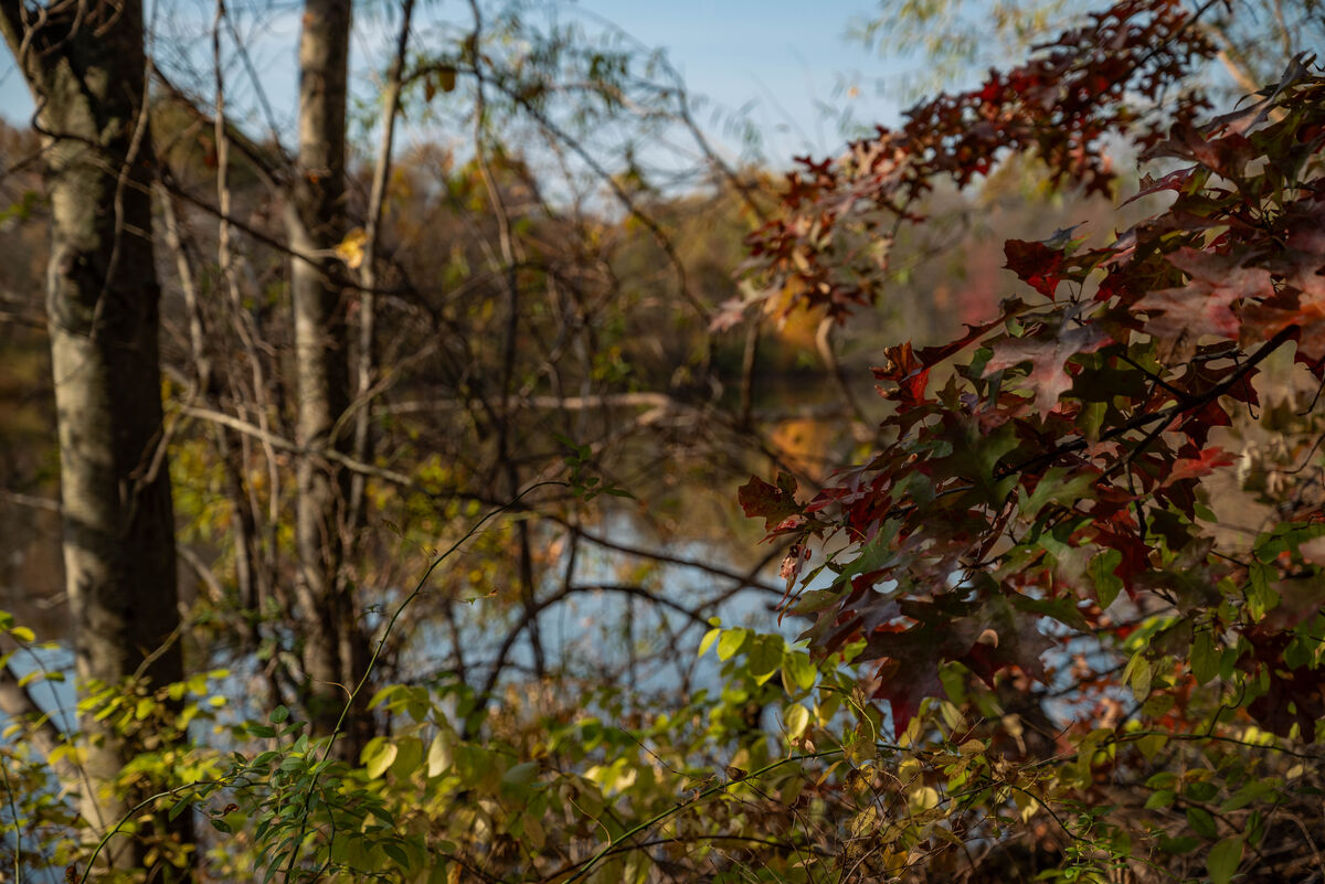 The Last of the Fall Colors: This has not been a particularly good ...