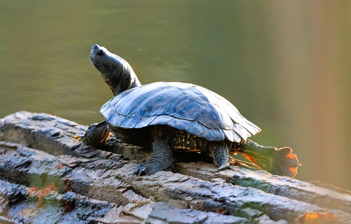 I nearly missed this turtle! I was so focused on the GBH and the Egret ...