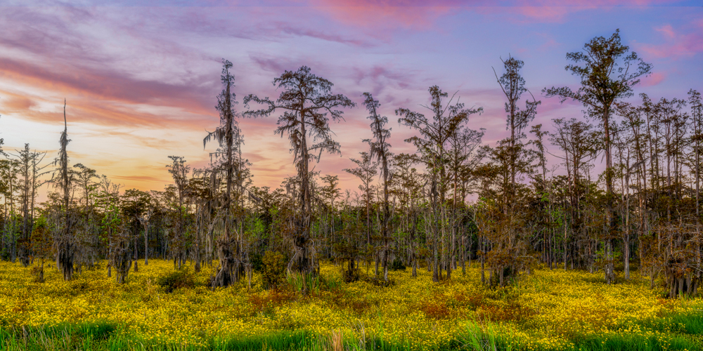 South Louisiana Yellow Swamp Flowers: After a dry summer when the ...