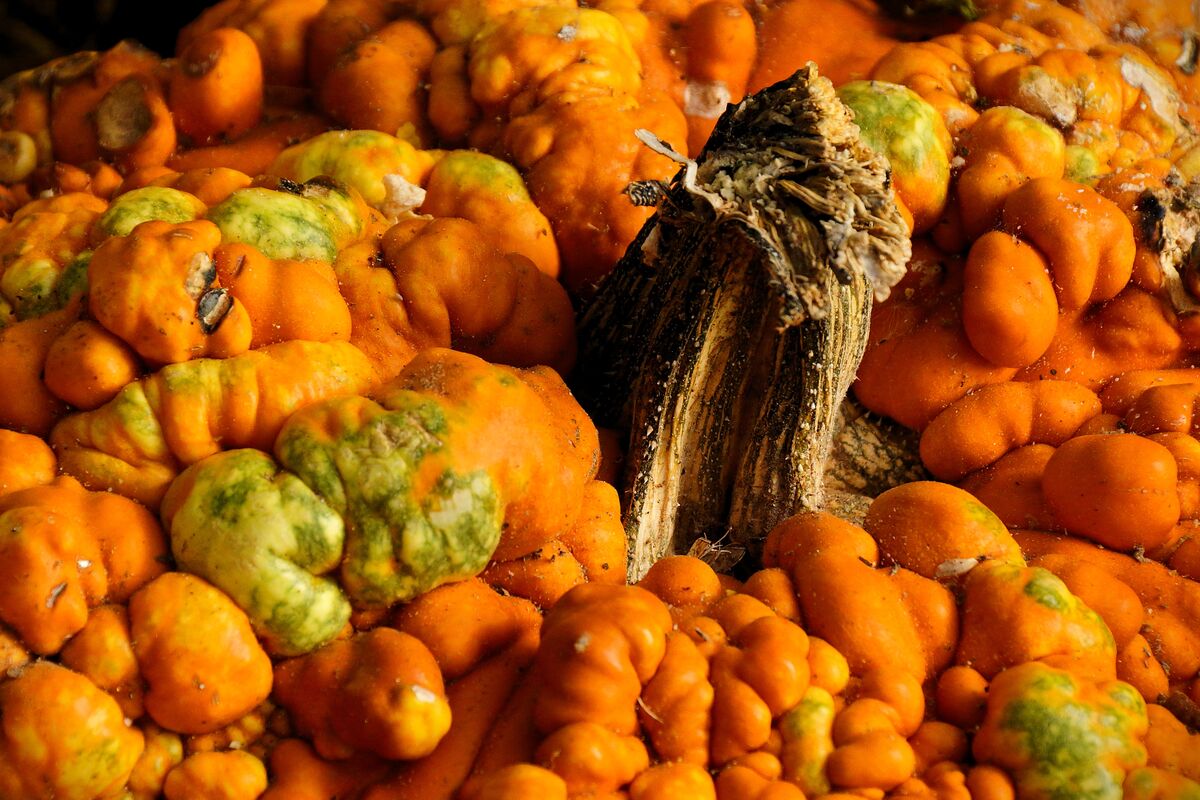 The Goard: Every year the Dallas Arboretum puts on a grand fall show ...