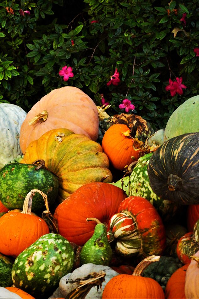 The Goard: Every year the Dallas Arboretum puts on a grand fall show ...