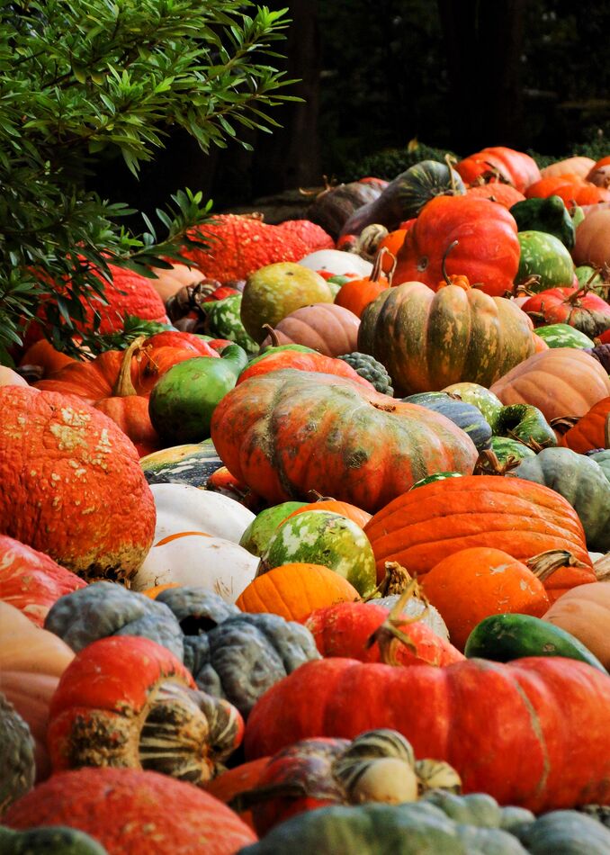 The Goard: Every year the Dallas Arboretum puts on a grand fall show ...