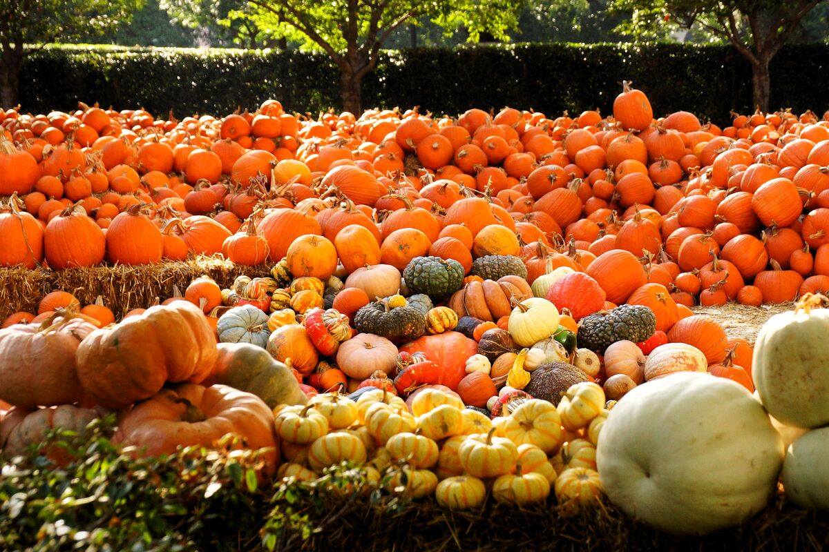 The Goard: Every year the Dallas Arboretum puts on a grand fall show ...