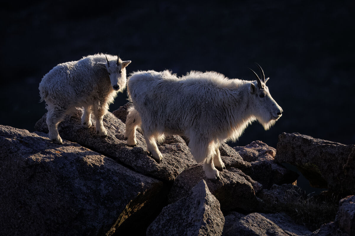 I went back to June: Yep, I still am processing my goats! Hope you ...