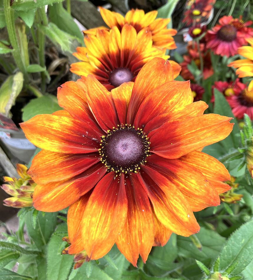 Flower pics from UK garden centre: Coneflowers & black eyed Susan ...