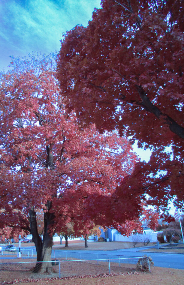 Kolari Vision 1: Just received a Kolari Vision converted full-spectrum Canon Powershot camera ...