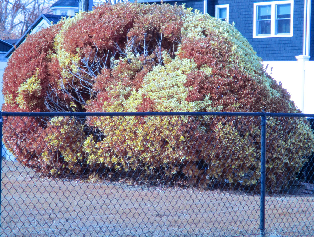 Kolari Vision 3: Kolari Vision photo 3 with full spectrum (no filter), plus K590, K720, Hot ...