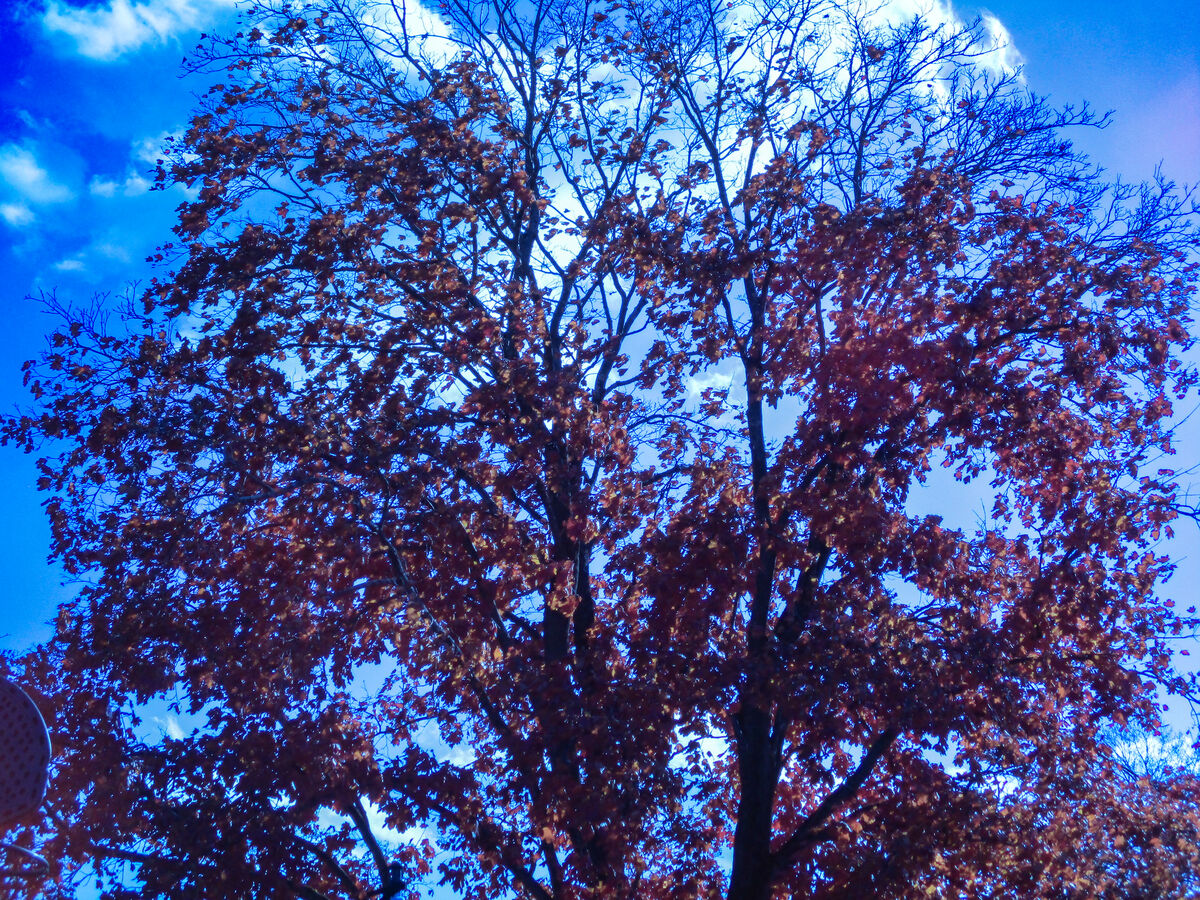 Kolari Vision 4: Kolari Vision photo 4 with full spectrum (no filter), plus K590, K720, Hot ...