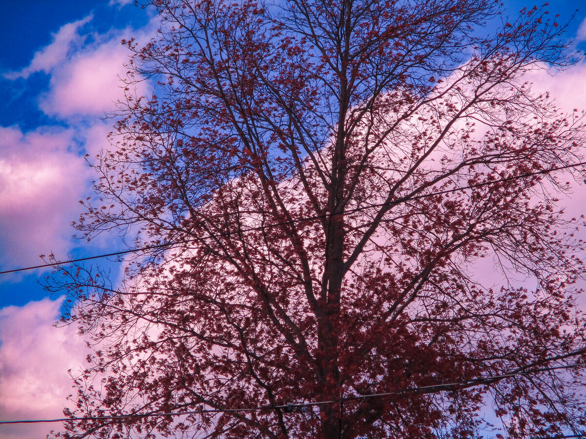 Kolari Vision 6: Kolari Vision photo 6 with full spectrum (no filter), plus K590, K720, Hot ...