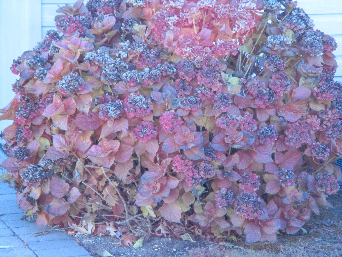 Kolari Vision 7: Kolari Vision photo 7 with full spectrum (no filter), plus K590, K720, Hot ...