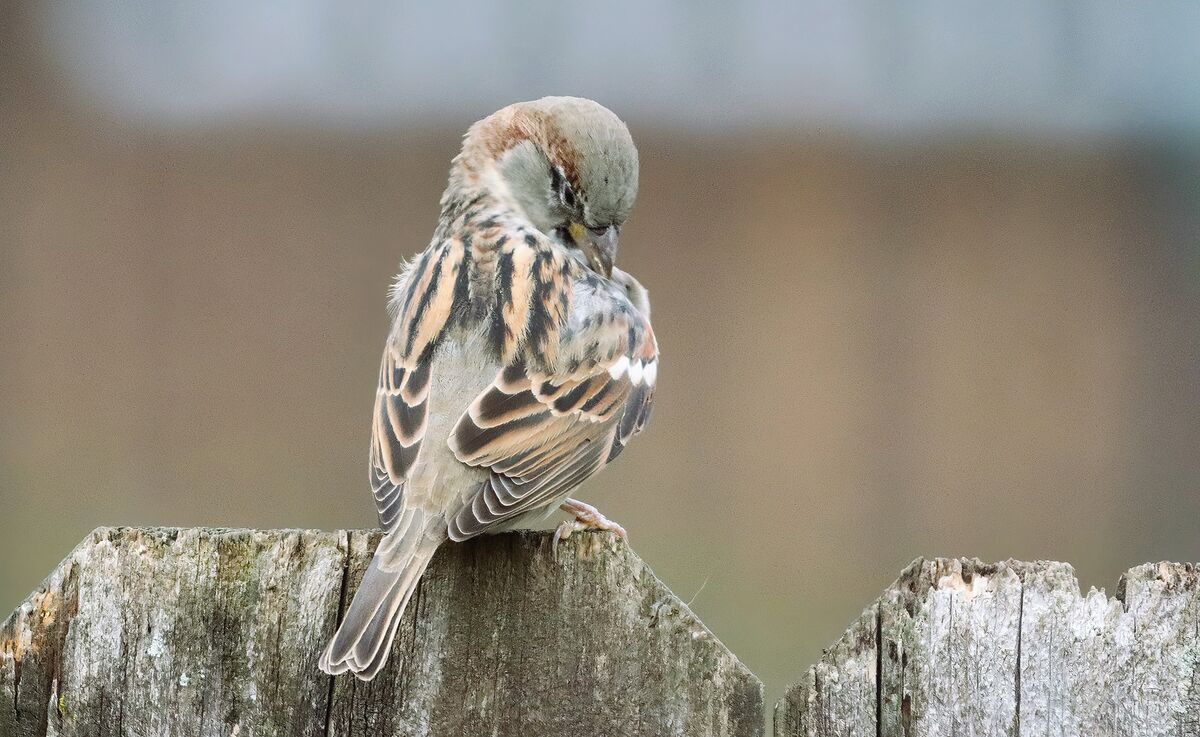 A pretty little Sparrow posing on the fence: I have to admit, I'm ...