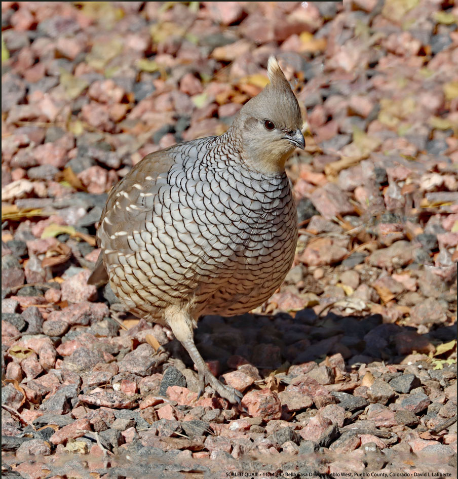 SCALED QUAIL: SCALED QUAIL • 11.14.24 • Bella Casa Drive--Pueblo West ...