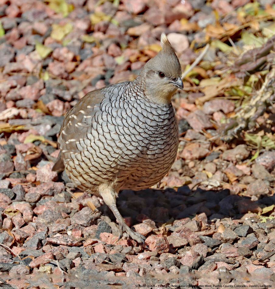 SCALED QUAIL: SCALED QUAIL • 11.14.24 • Bella Casa Drive--Pueblo West ...