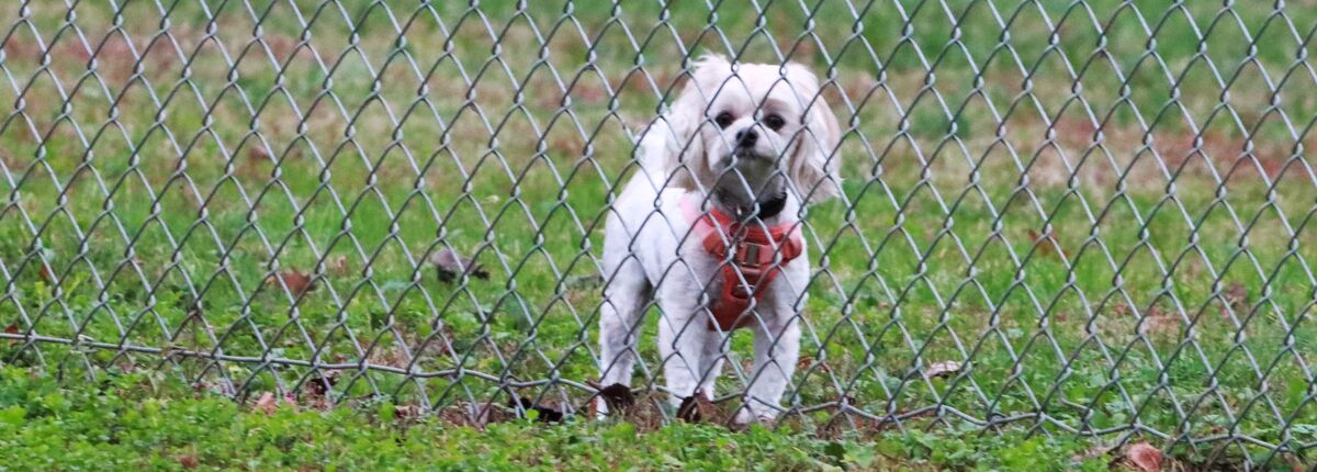 Come in and play: At the creek, there are several dog parks. This ...