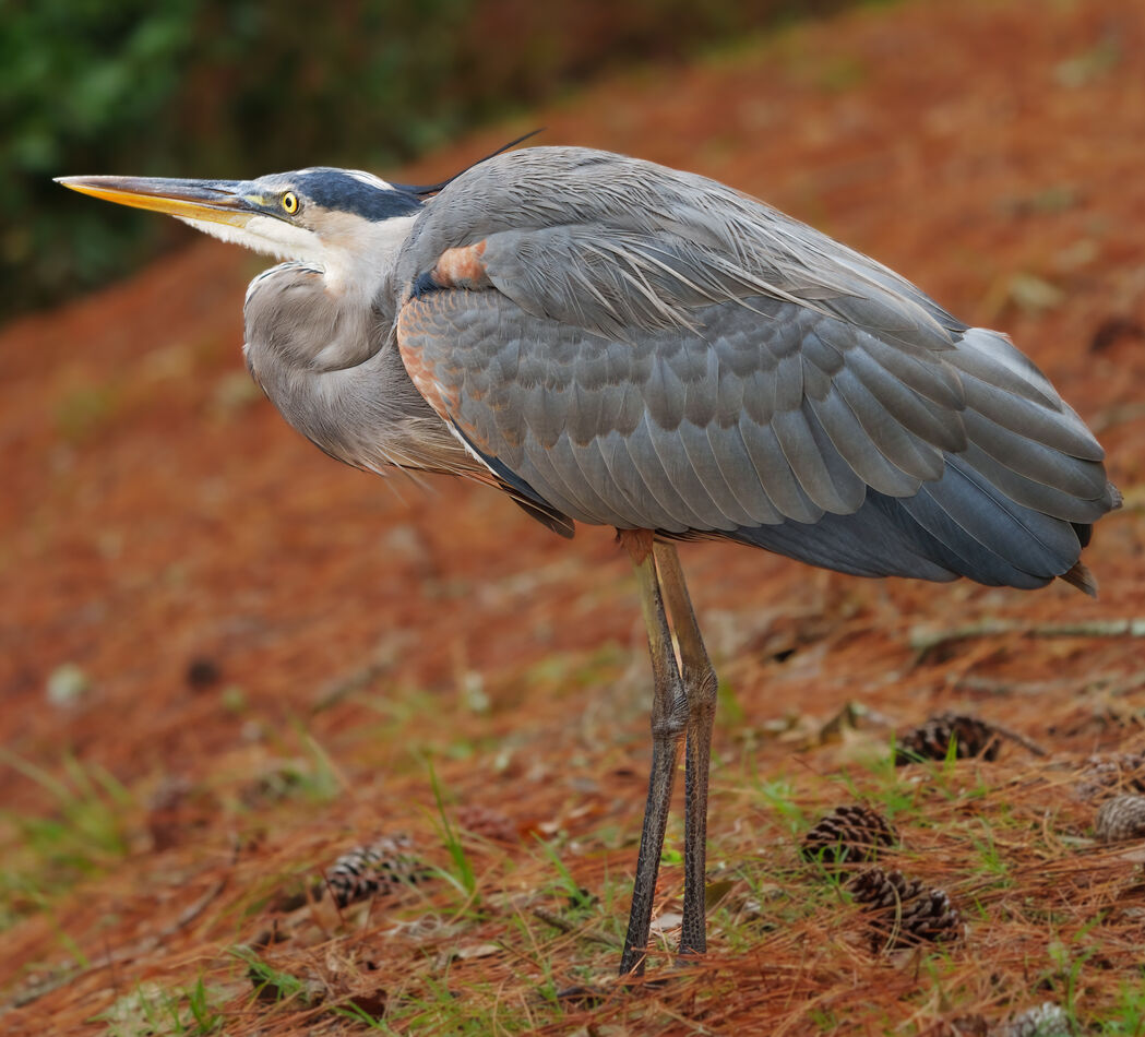 Hilton Head Island birds - VII: After I finished my BIF shots at the ...