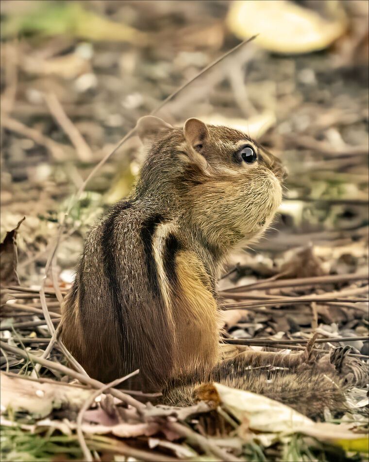 Rodents: Furry friends photographed through my window during the first ...