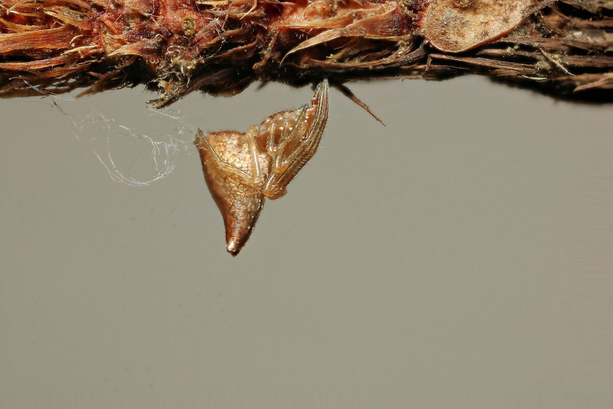 itty bitty: 3x1 spider stacks...