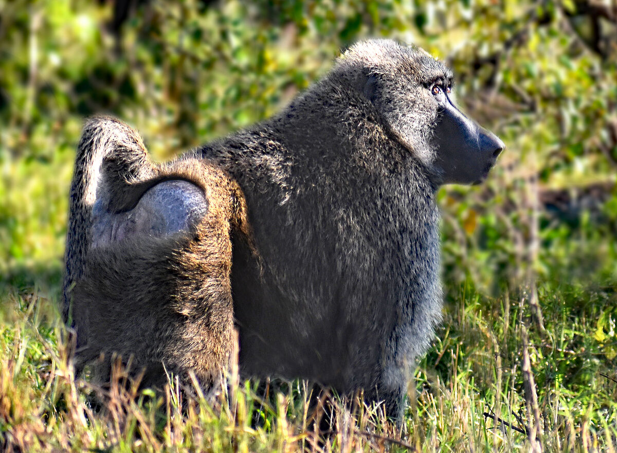 Baboons - Olive and Yellow: The traditional Olive Baboon is the animal most often seen on safari ...