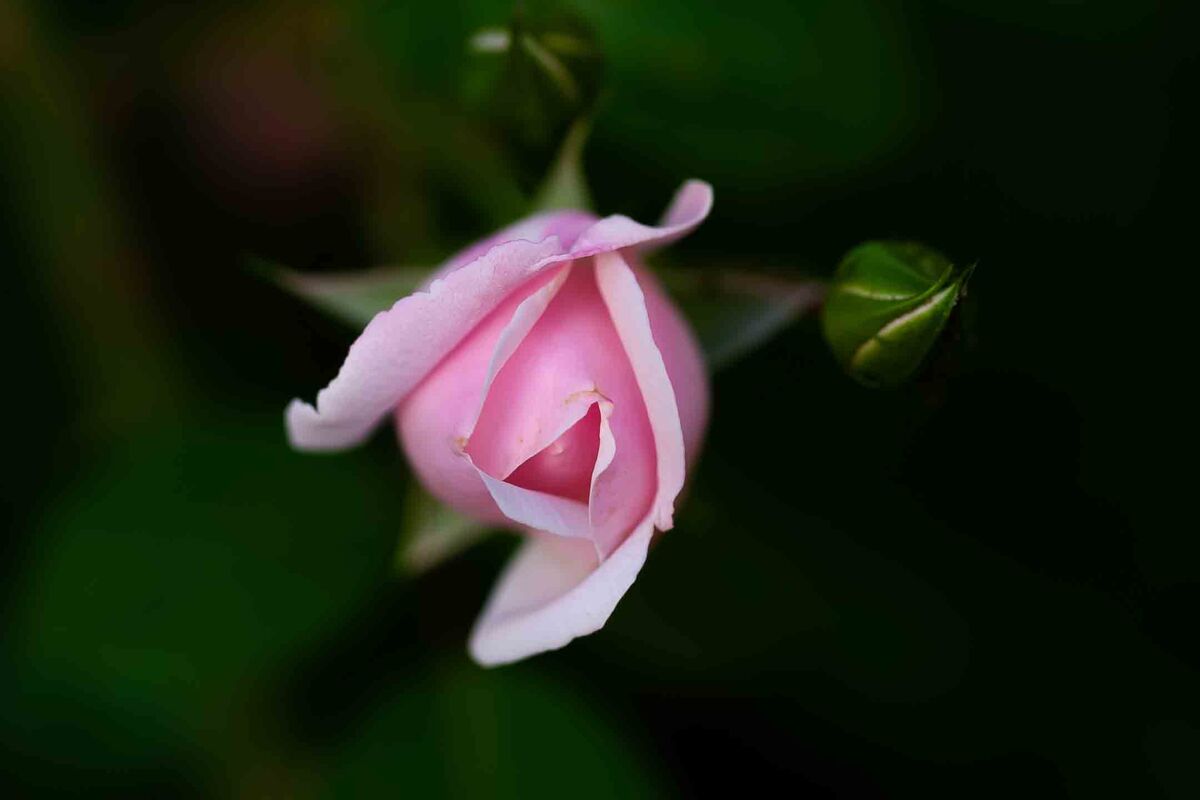Rose: Still have roses blooming even after freezing weather. D30 w ...