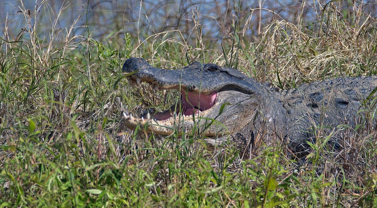 Two Biguns: Two gators from my trip to Lacassine.