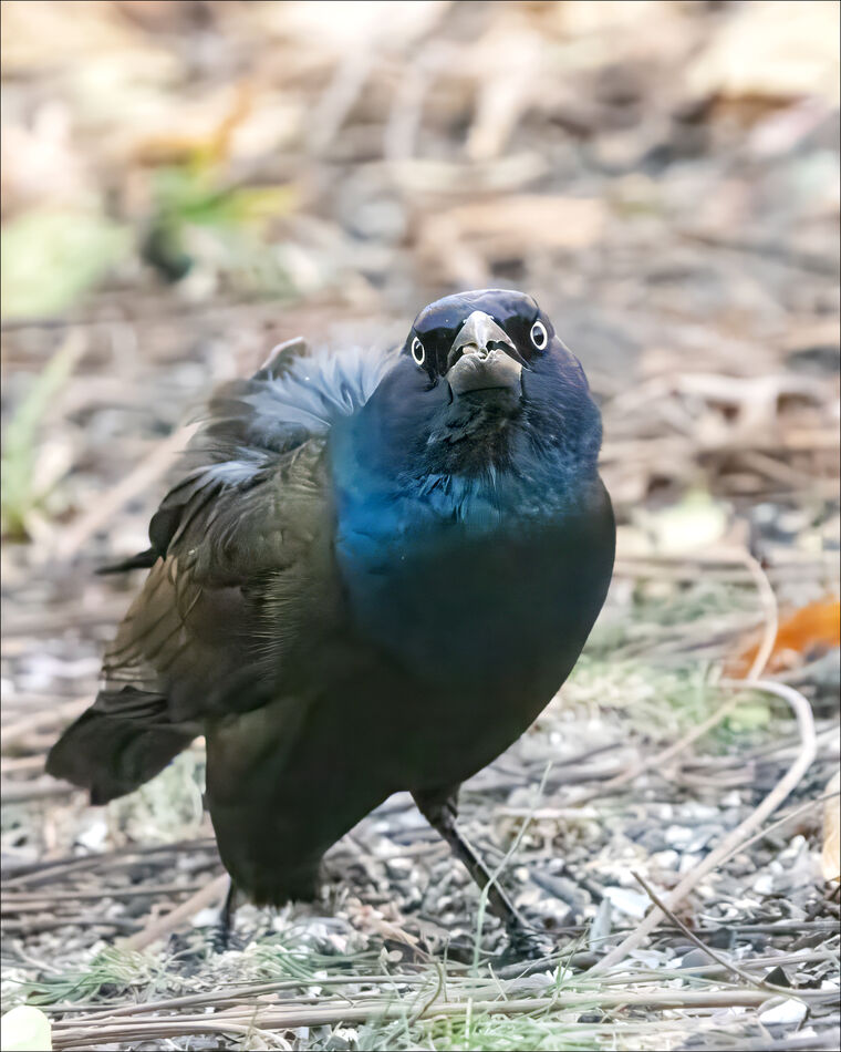 A trio of grackles: Actually, one common grackle, but three poses.