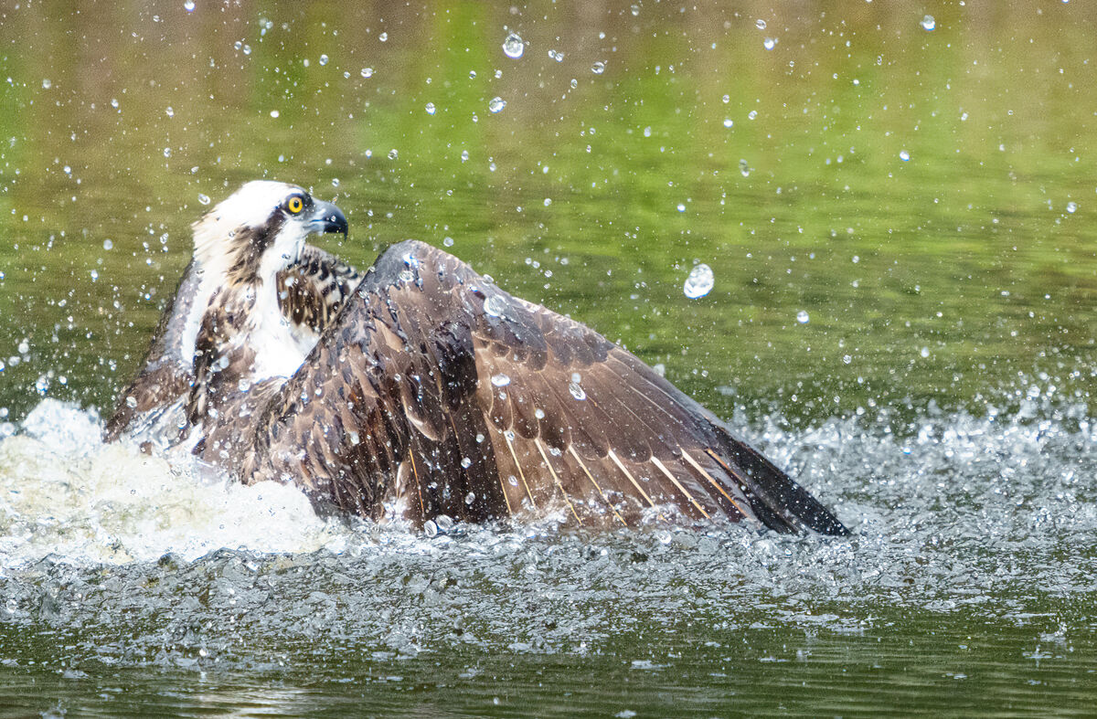 Osprey action: As with much in life, not every venture ends with ...
