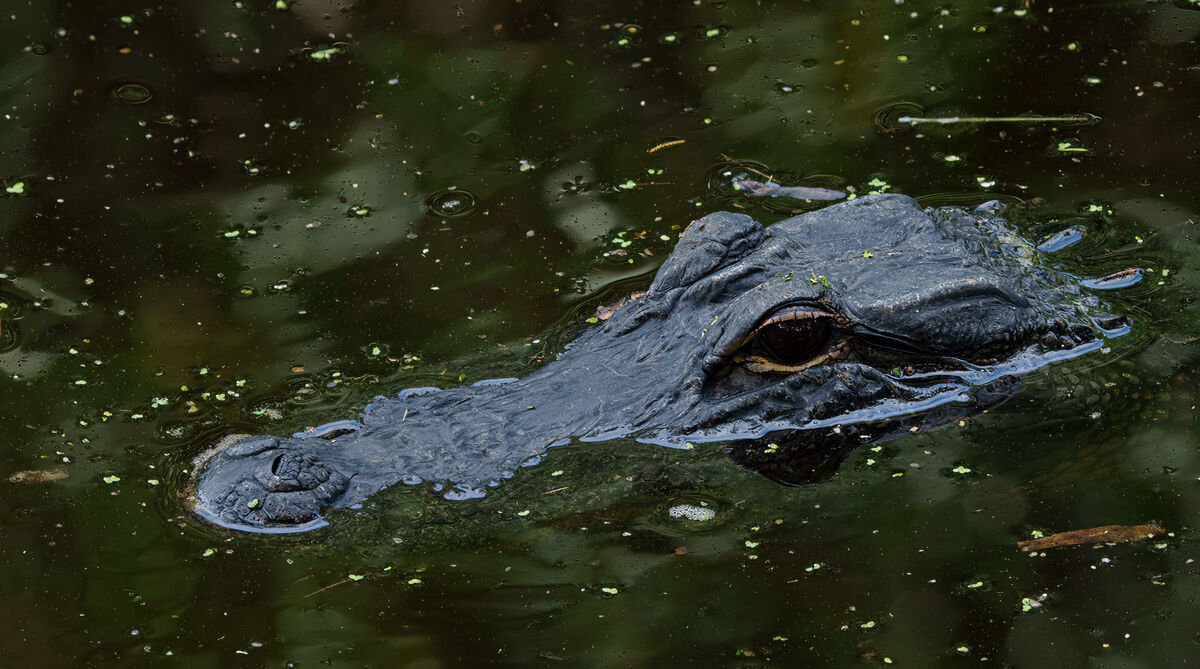 Gators - I: I was not worried about the gators making it through the ...