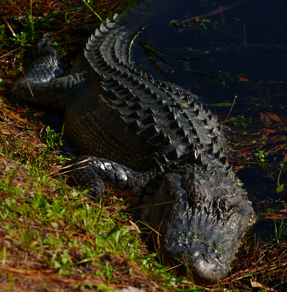Gators - I: I was not worried about the gators making it through the ...