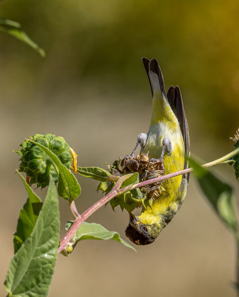 Small, medium and large: At Canoa Lake...